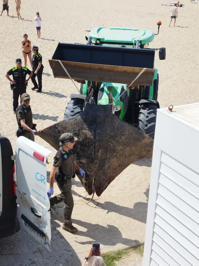 Apareix un peix manta mort a la platja de Terramar de Sitges